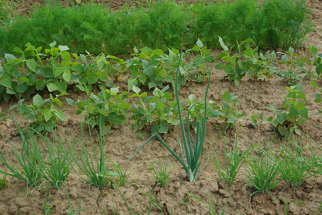 Docaitta Lifestyle: Planting a small vegetable patch