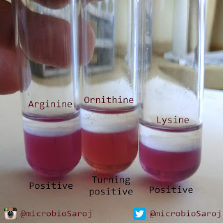IATSOM - I am the Student of Microbiology: Biochemical Tests