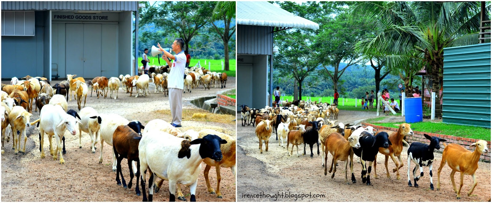 irence ღ thought : [马来西亚：居銮] Kluang UK Farm 休闲农场 Part 1