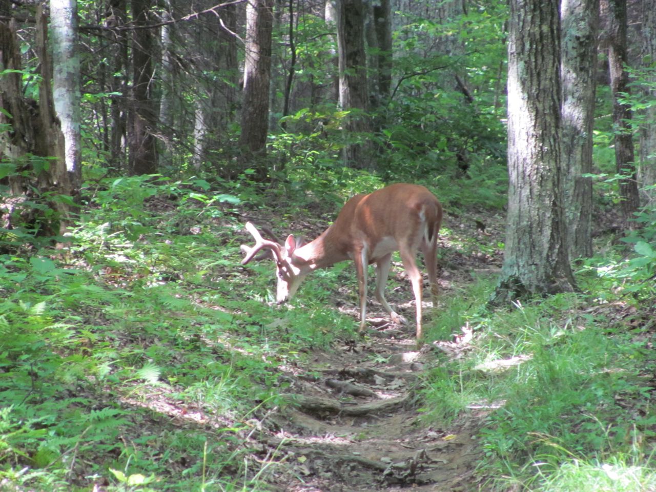 Blue Roads to Hiking Trails: Gregory Ridge Trail