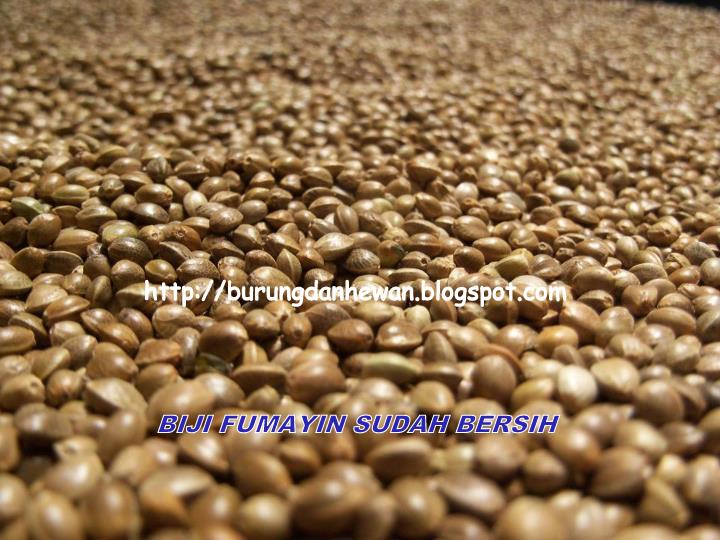 Tips Dan Solusi Agar Burung Jadi Rajin Dan Gacor | Tarung Jago