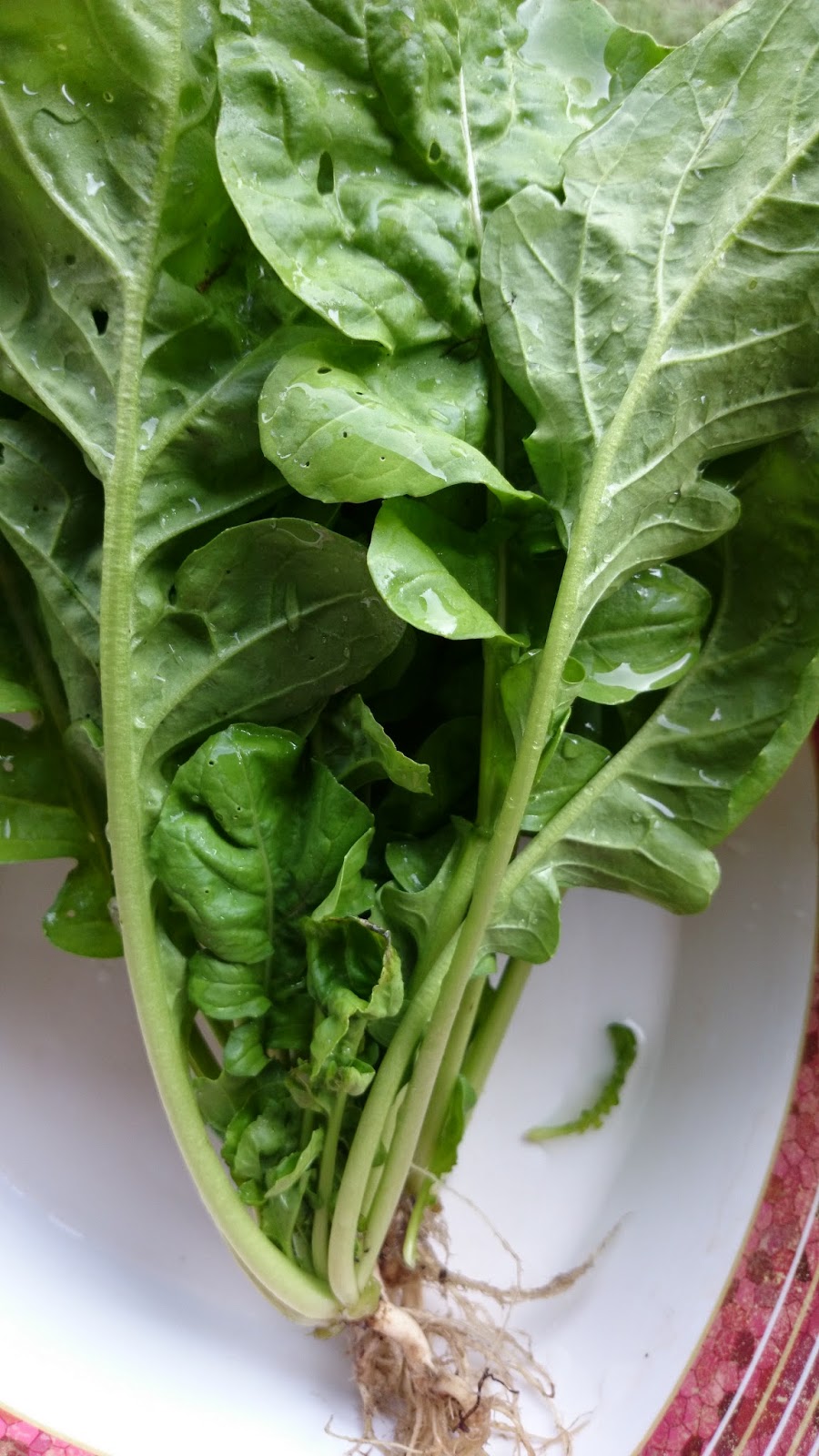 SAYUR ARUGULA - Rangkuman Cara Bertanam Lengkap