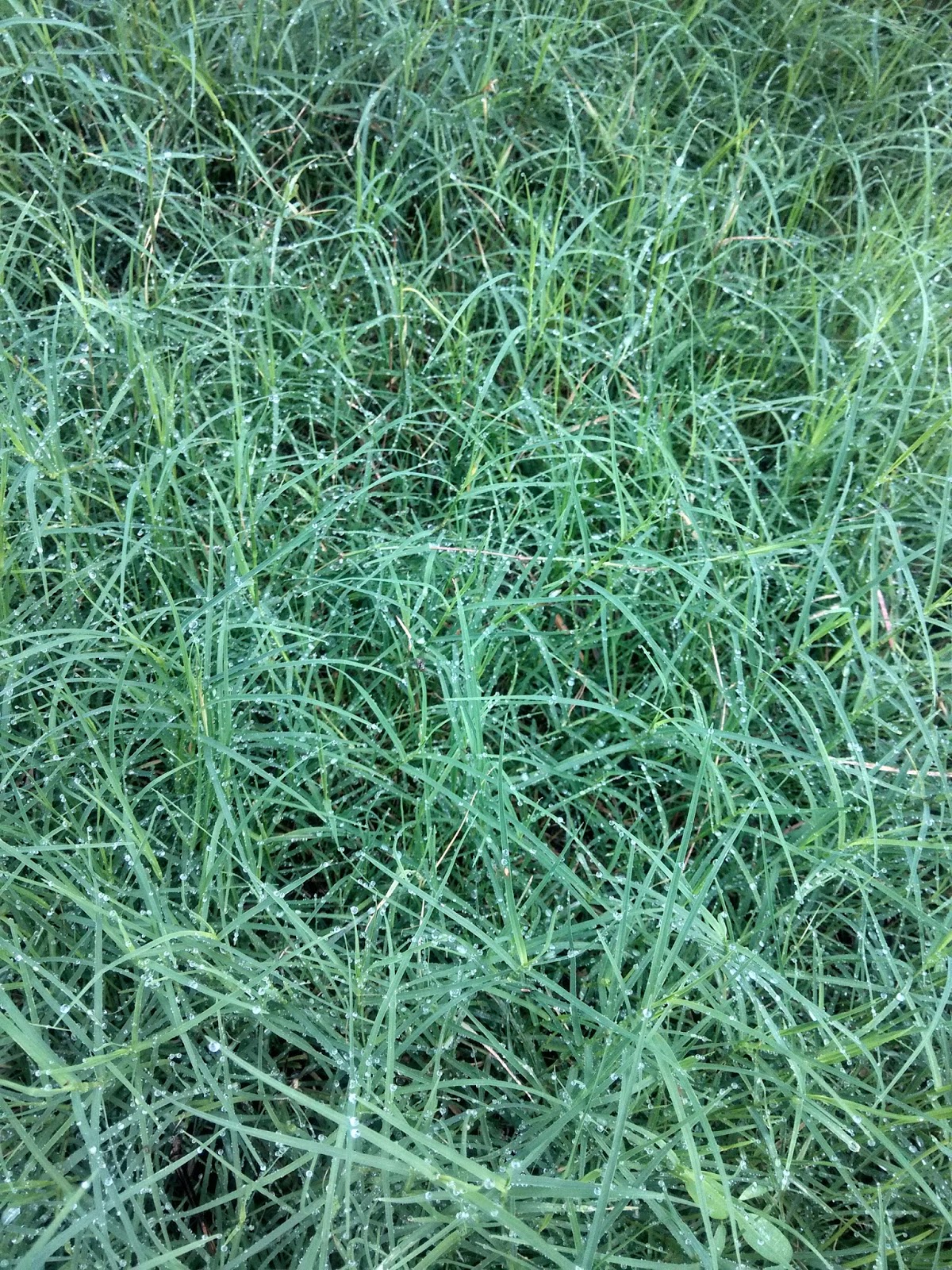 His Holiness Swami Nirmalananda Giri Maharaj : AYURVEDIC MEDICINAL ...