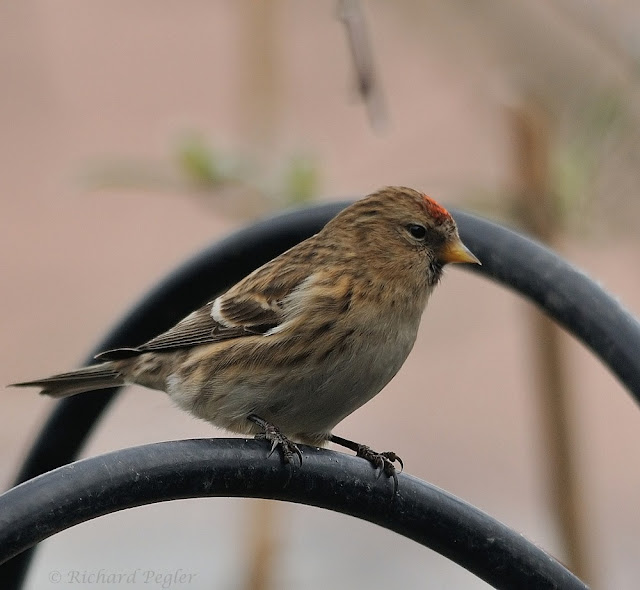 Pegler Birding: Champing At The Bit - on 17th January, 2013