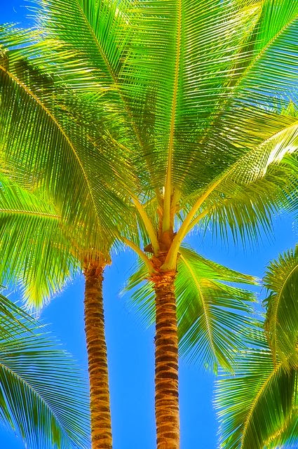 Palm Trees | Fantastic Materials
