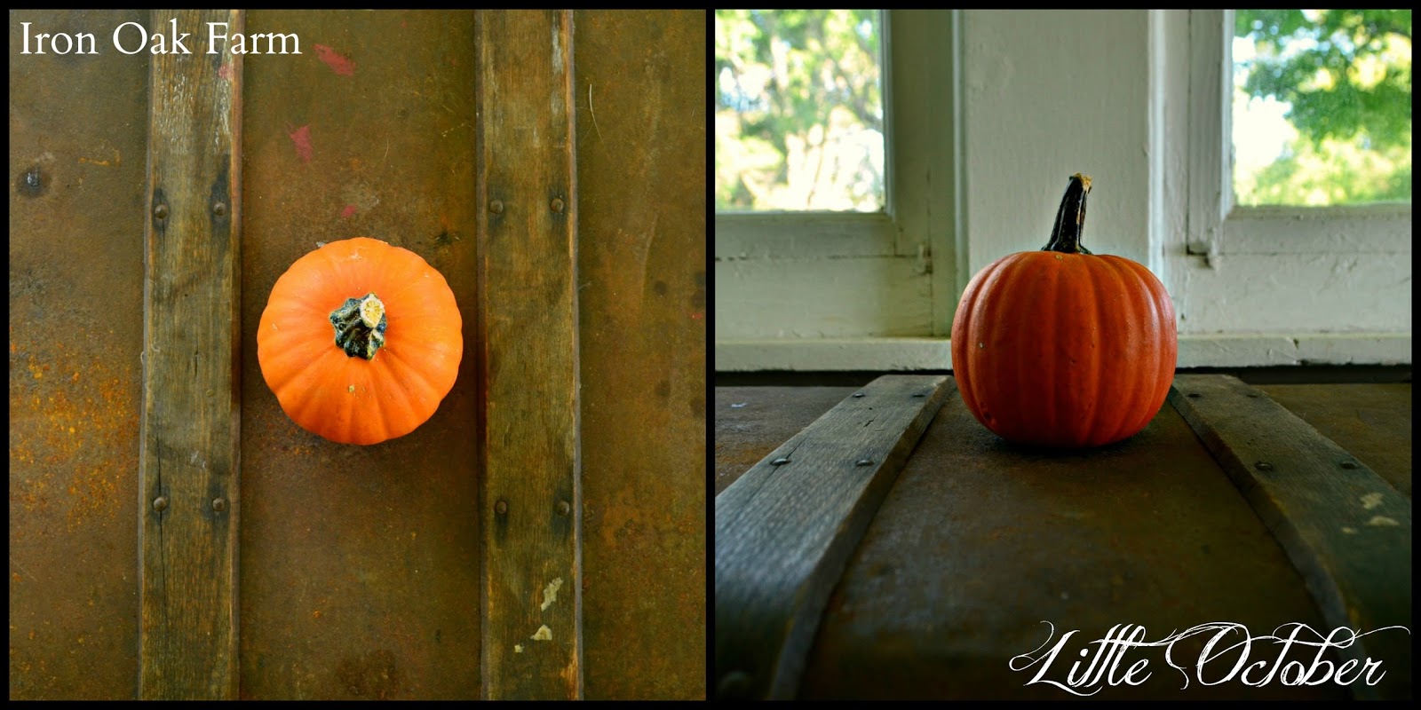 Iron Oak Farm: Pumpkins, Squashes and Gourds