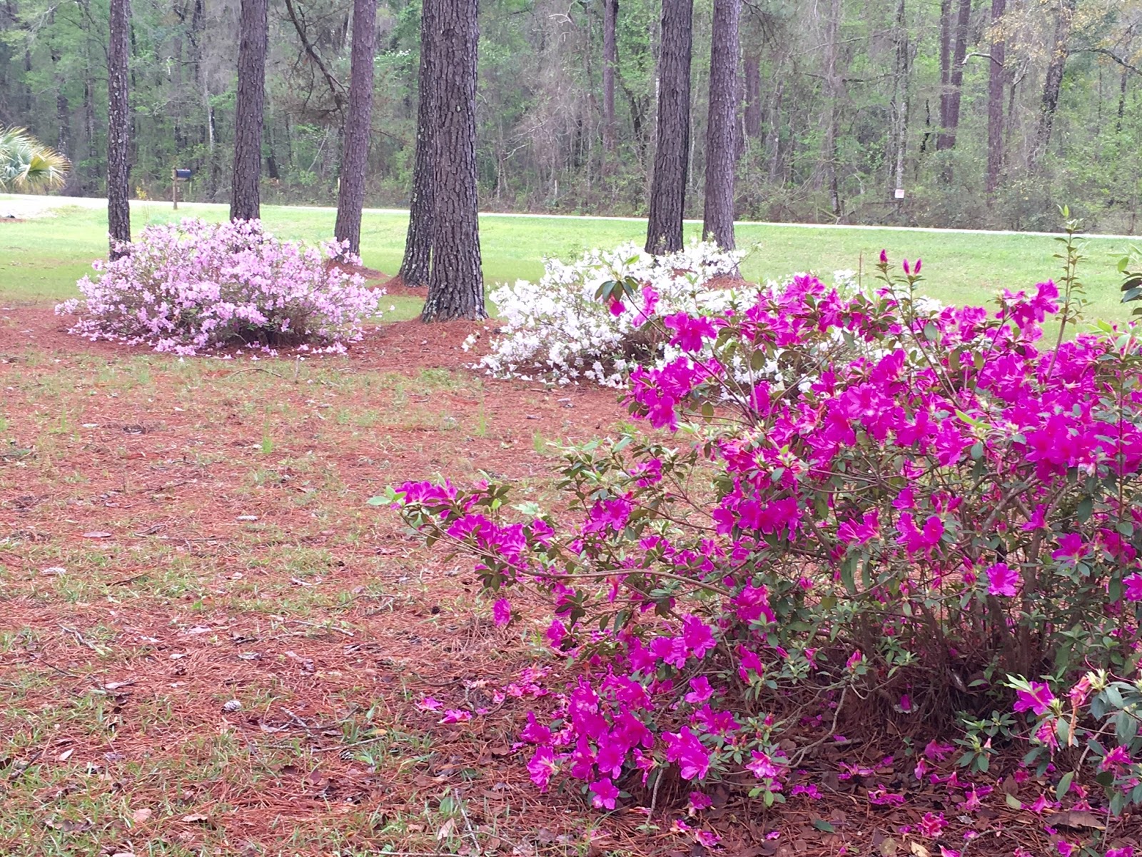 Marilyn's Florida Garden