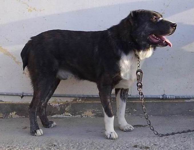 Dog Breeds In The World