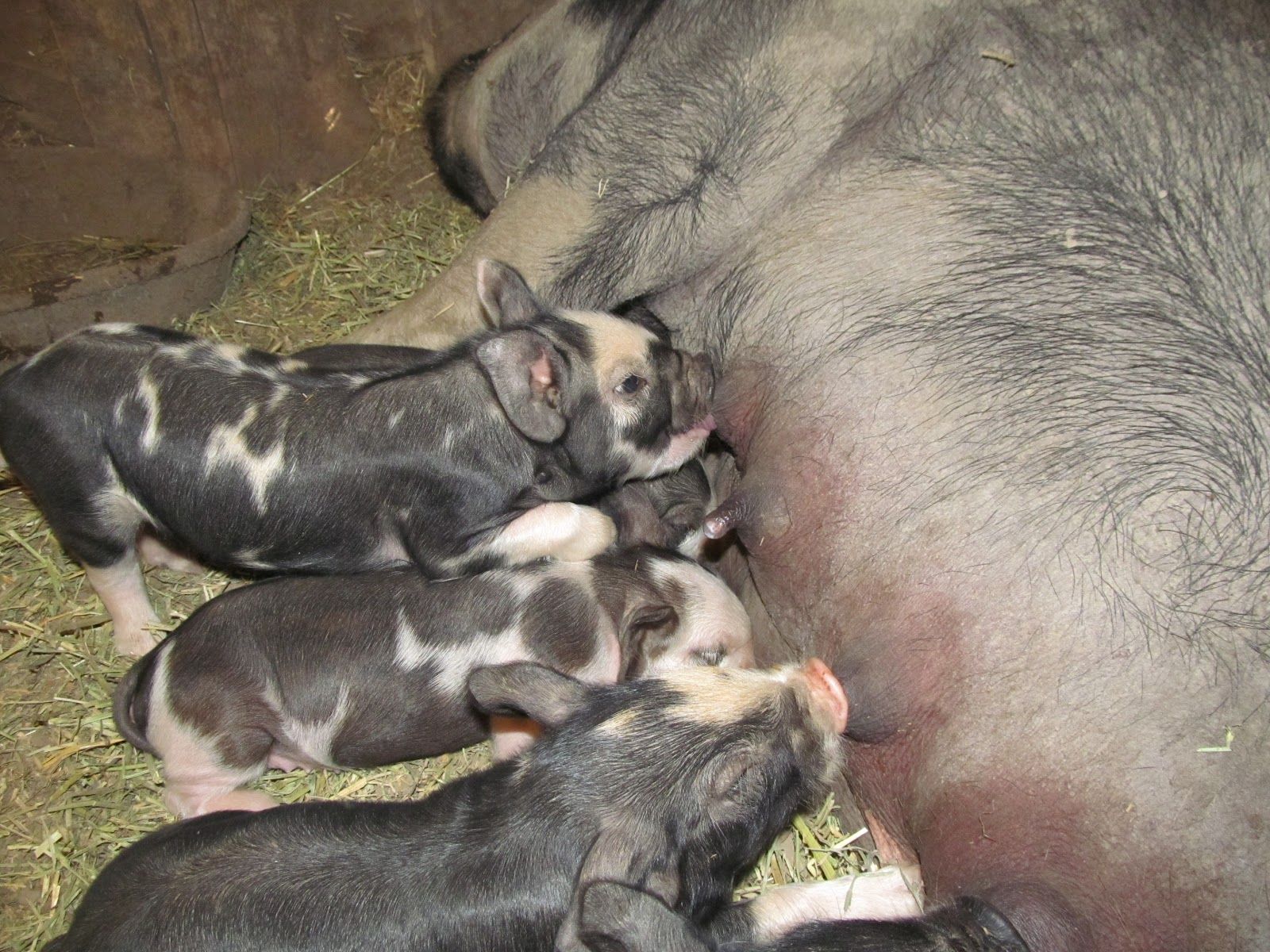 Idaho Pasture Pigs: The last of 2012 piglets.