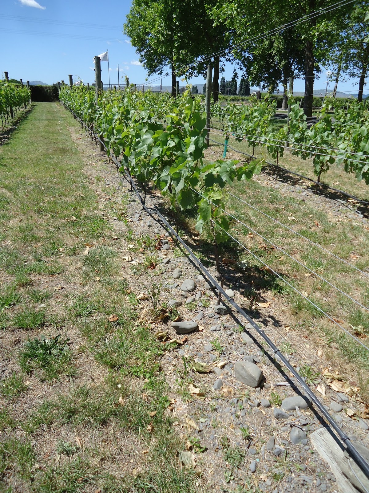 The Wine Anarchist: Gimblett Gravel and Bridge Pa Triangle