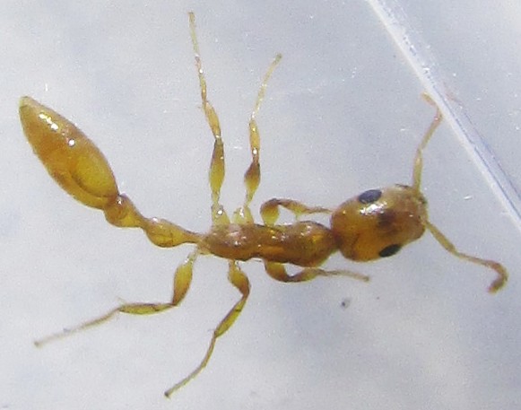 - Ants of Southern Africa -: Tetraponera species: Slender ants