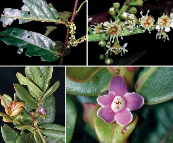 Animales y Plantas de Perú: Descubren Nuevas Especies de Flora en el ...