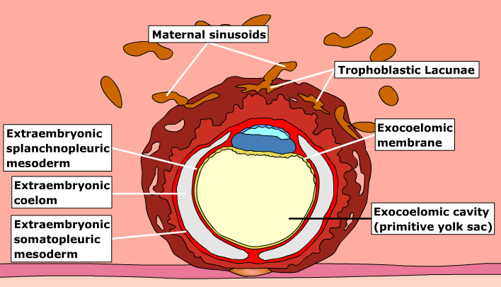 NOTA KEDOKTERAN: Perkembangan Embrio Manusia