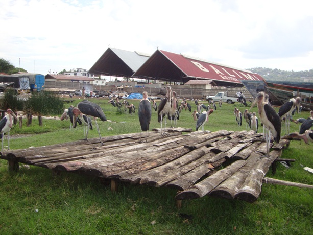 Unique Entertainment Blog: SOKO LA SAMAKI MWALONI JIJINI MWANZA