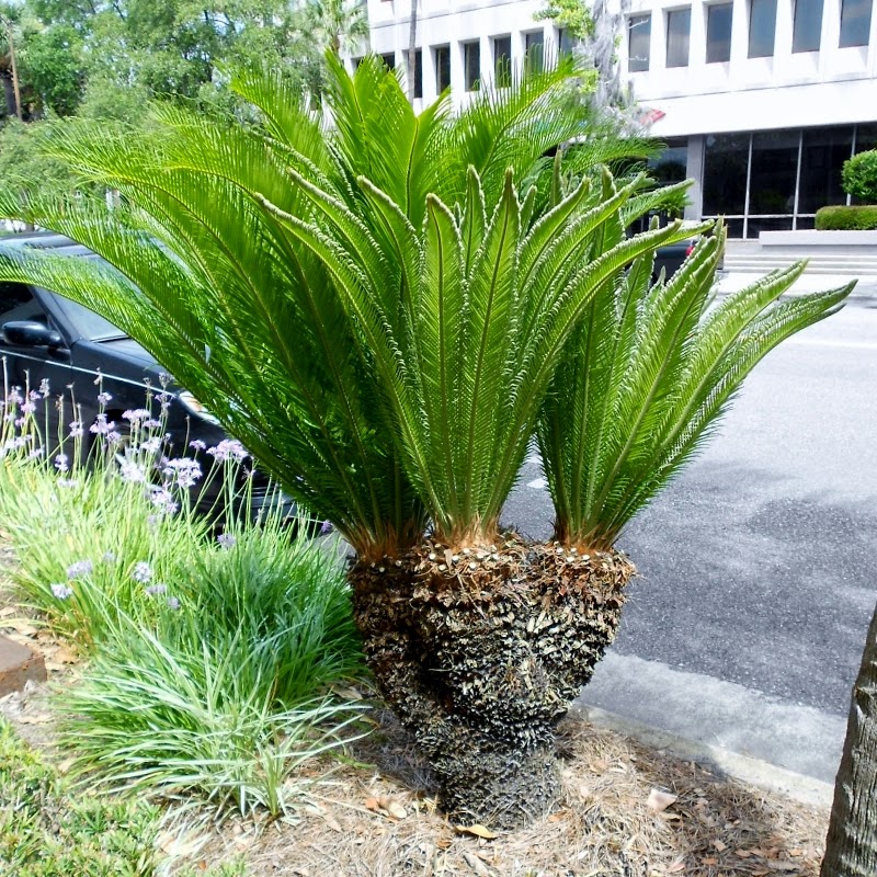 Bonsai Beginnings: Sagos are breaking