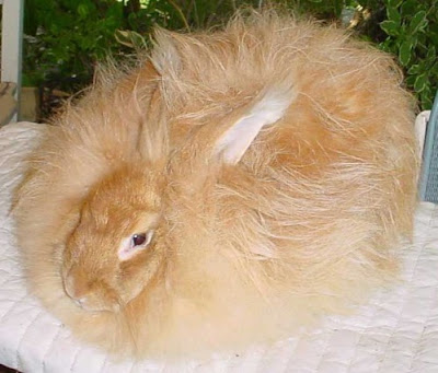 Iepuri de vanzare, ferma la cheie: Iepuri de vanzare rasa Angora