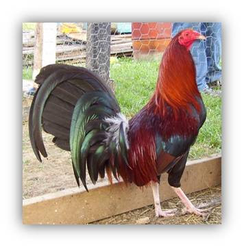 GALLOS FINOS: ROUNDHEAD (CABEZA REDONDA)