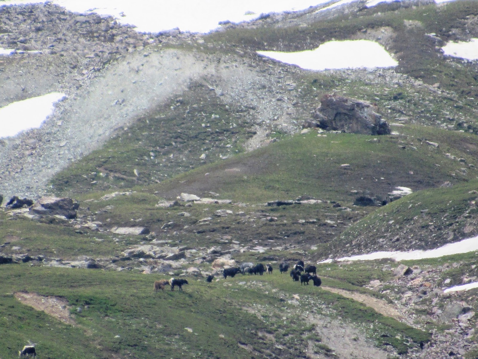 Yak: The Cryophilic Species Of Baltistan: YAK LIKE TO LIVE NATURAL ...