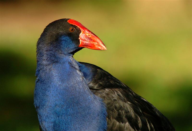 Imogen Smid's Final Illustration Exam Blog: Feather Cape and Mask