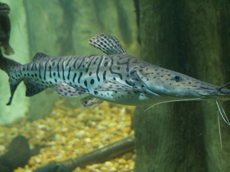 A ciência e a sua pescaria: Vamos falar de alguns dos bagres de água ...