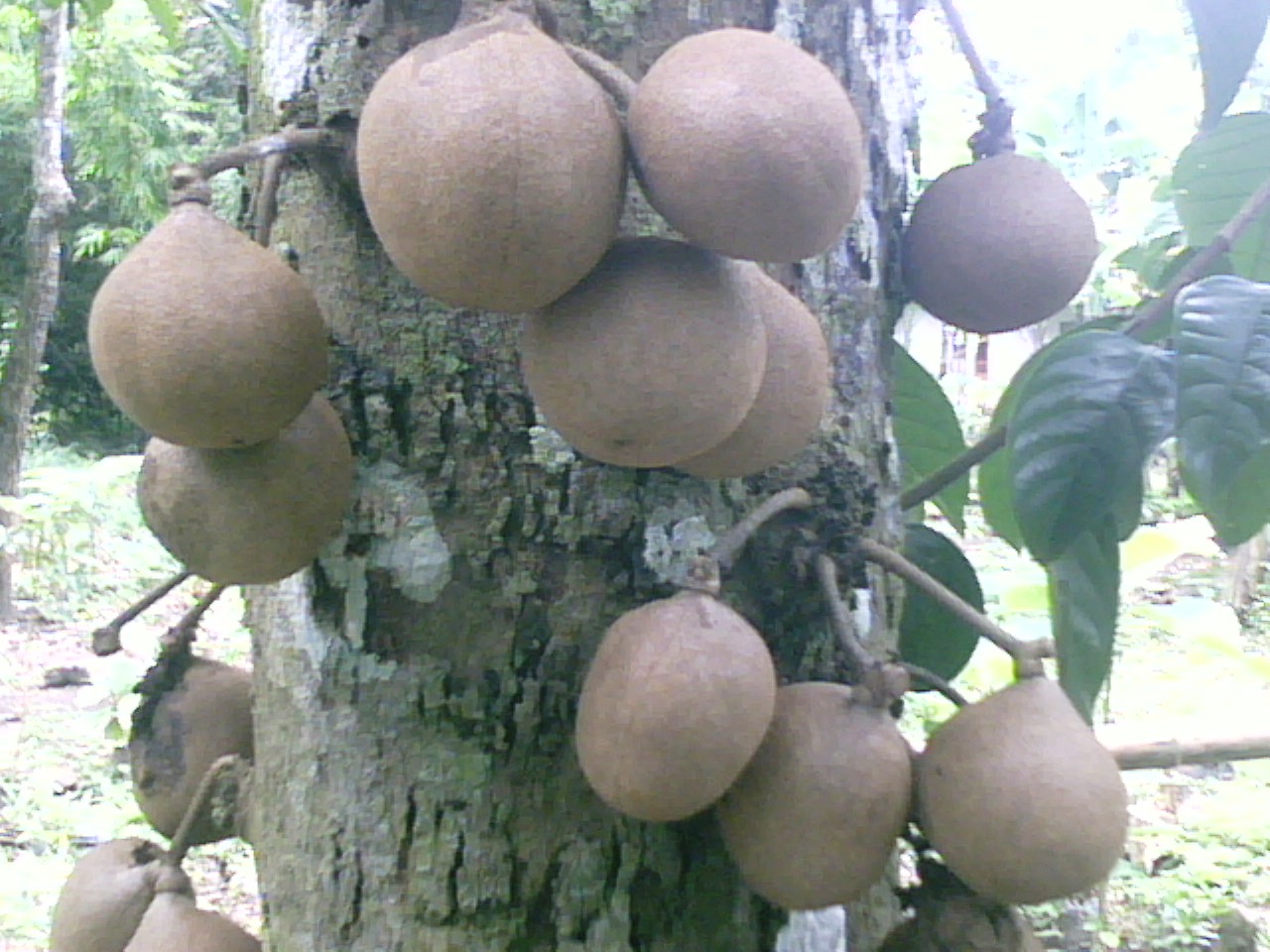 Royal Jungle: Buah Kepel (Stelechocarpus Burahol)