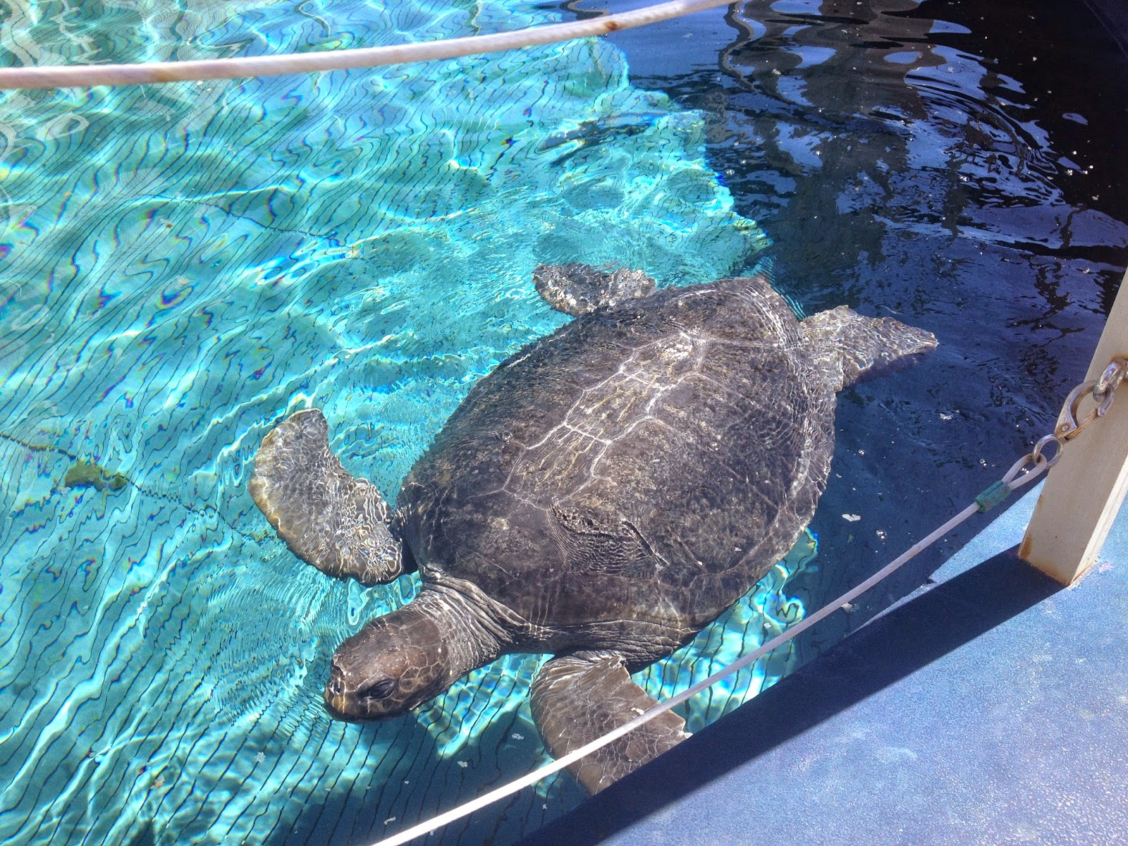 Never Ending Adventure: Story of My Life: Monterey Bay Aquarium