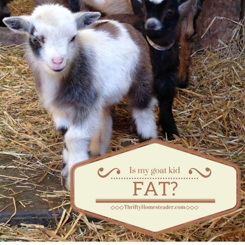 Is my goat kid fat?