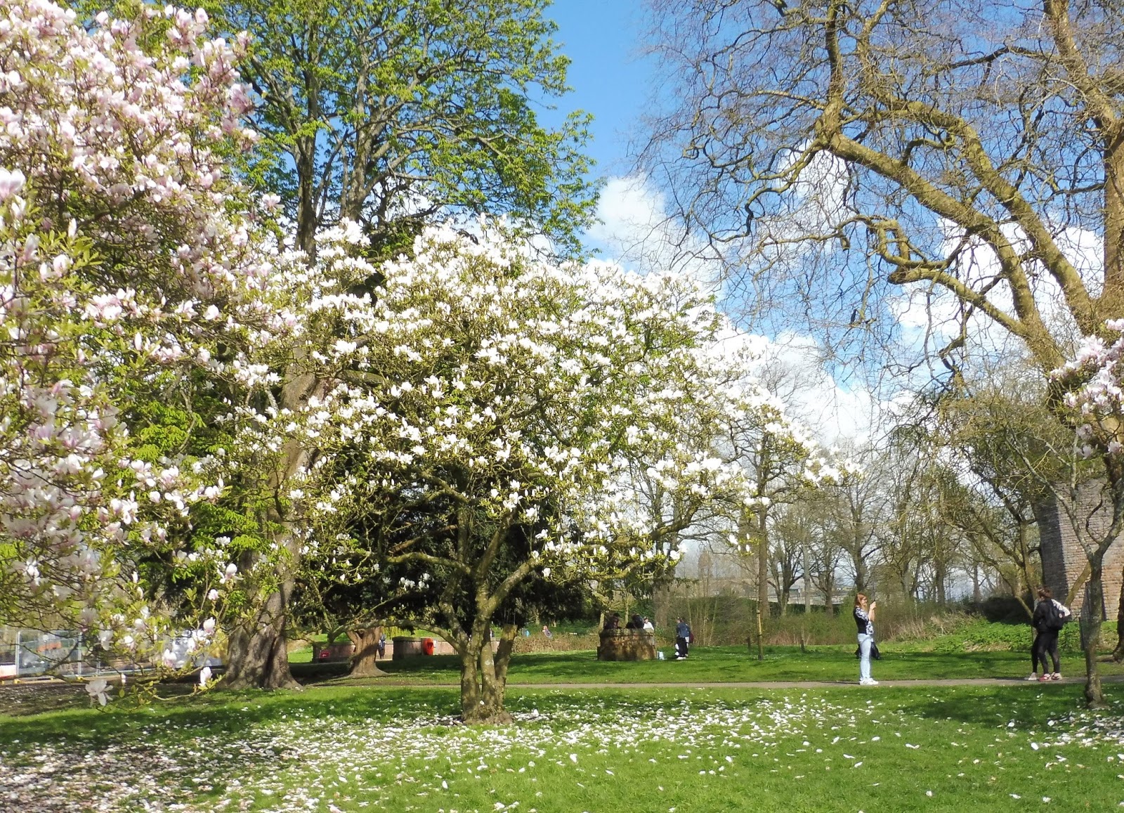 Razón del Gusto: Primavera en Cardiff