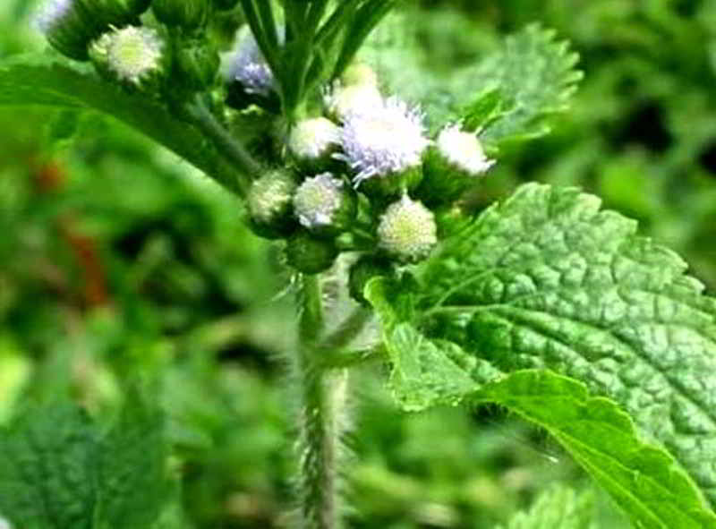 Ciri-Ciri Tanaman Bandotan / Babadotan (Ageratum conyzoides L.) Manfaat ...