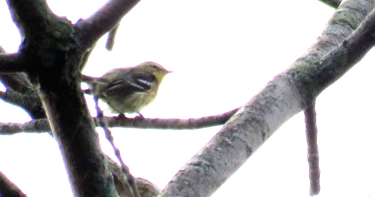 Bird & Travel Photos, Birding Sites, Bird Information: NORTHERN PERULA ...