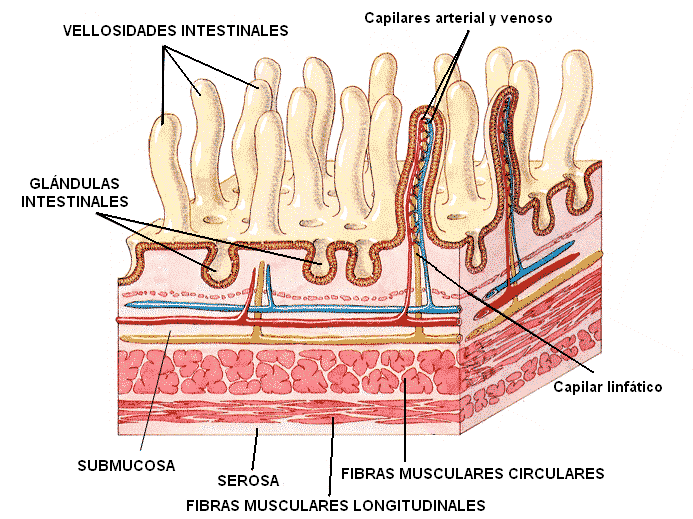Anatomía y fisiología humana: APARATO DIGESTIVO