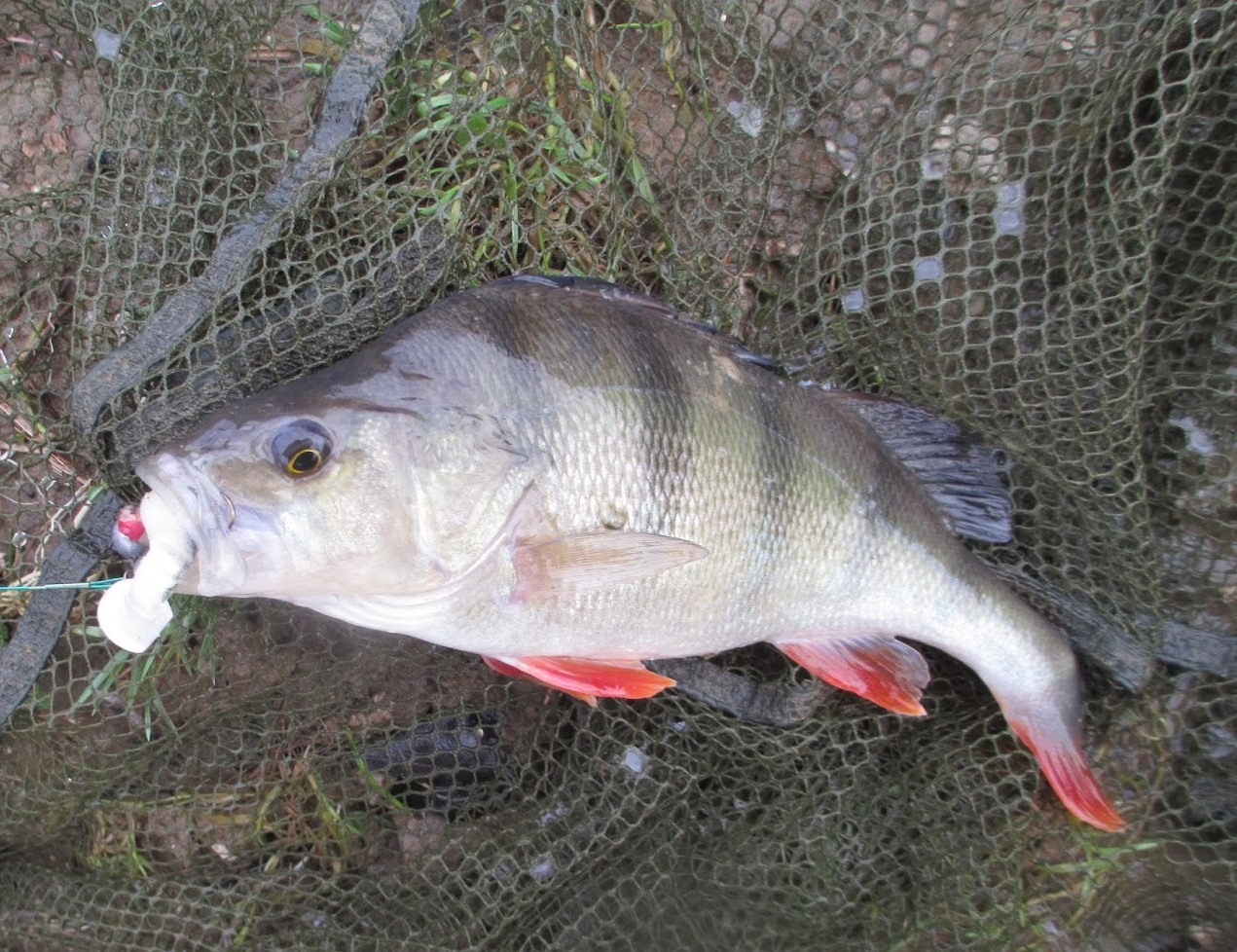 Predatorfishing my way by Luis Rasmussen. Sveriges ledande och ...