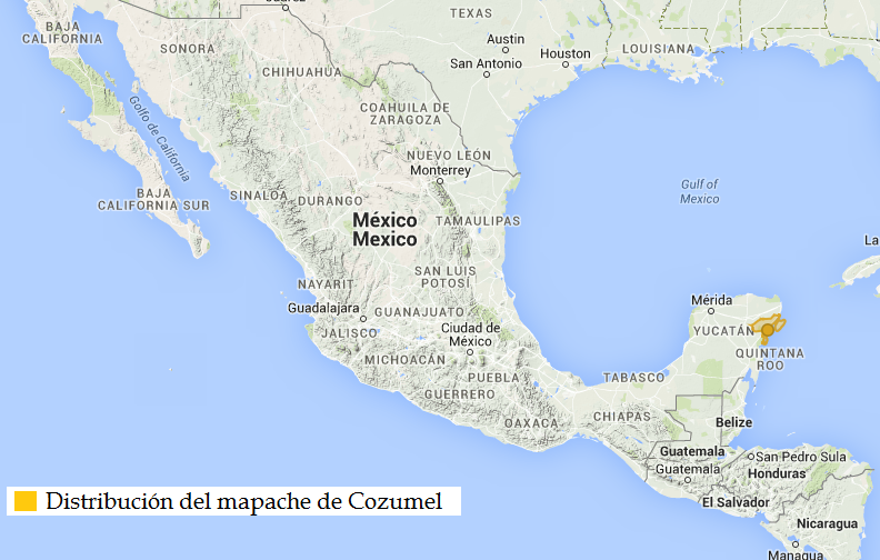 Mapache de Cozumel