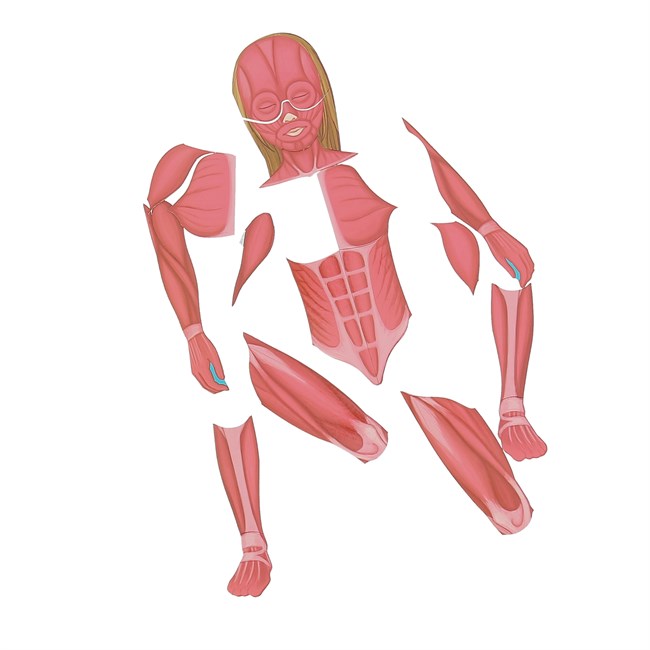 Mon corps humain à reconstituer, idéal pour débuter l'anatomie