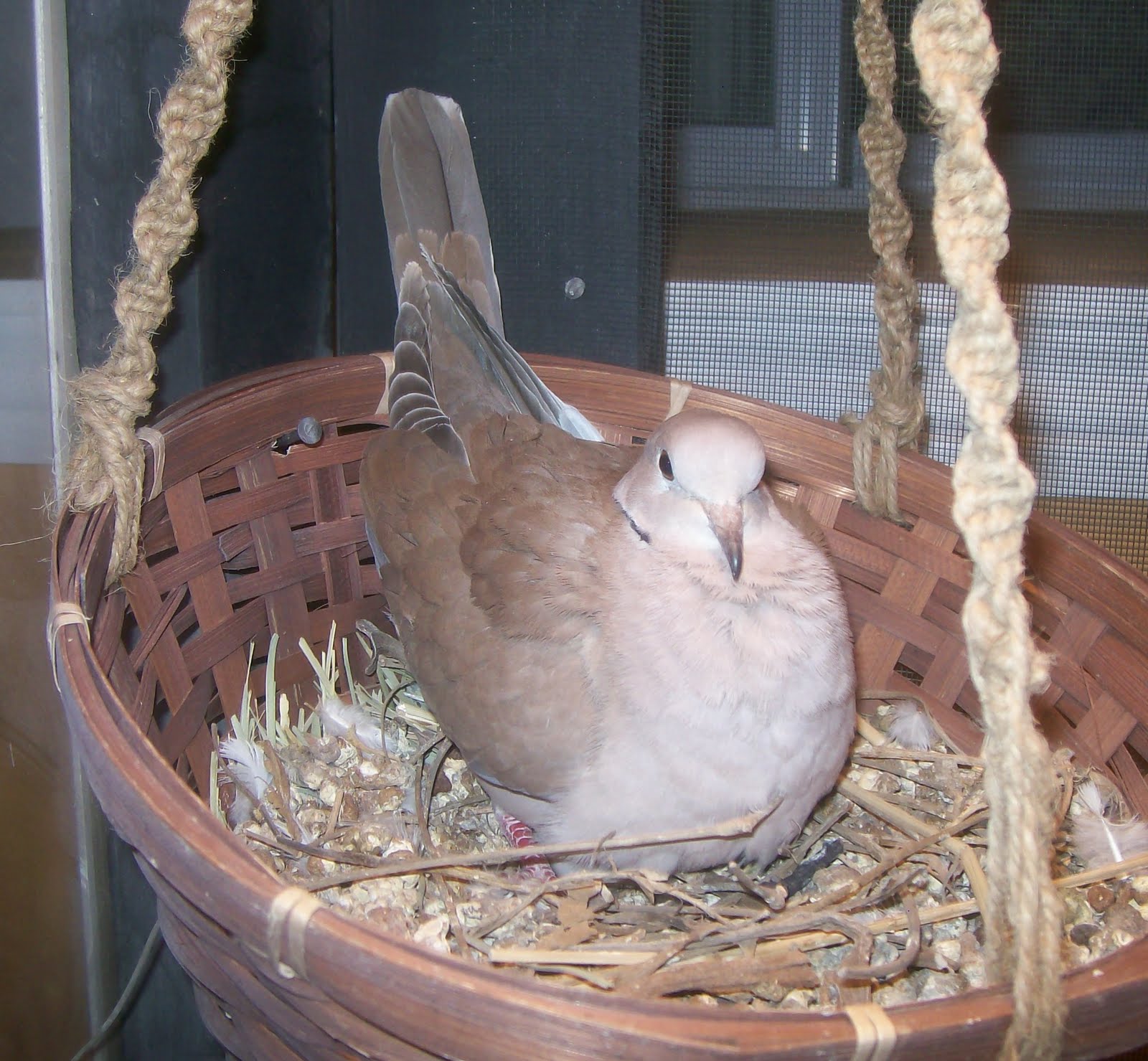 Jacob Boyd Aviaries: Caring for Ringneck Doves