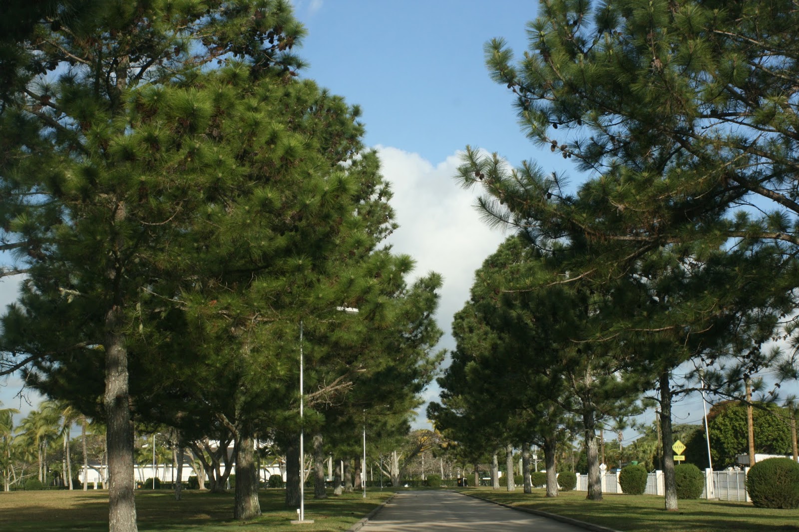 Mission To The Land of The Long White Cloud: Trees in Tonga