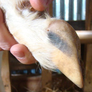 Livingstone Man: How to trim Saanen goat hooves