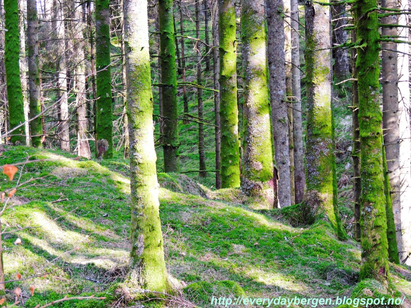 Rain forest in Norway