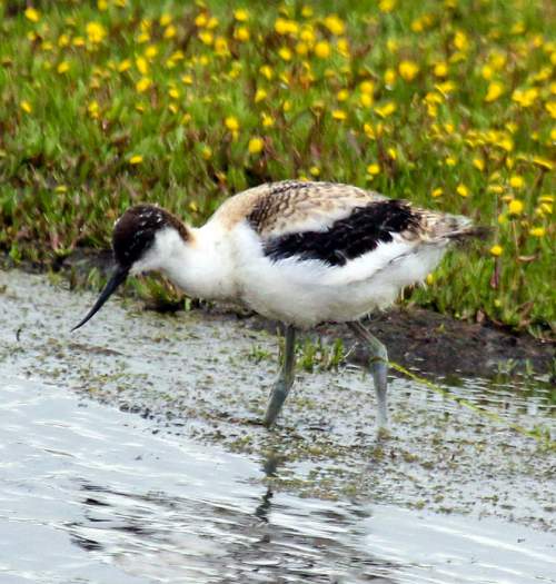 Pied avocet photos | Birds of India | Bird World
