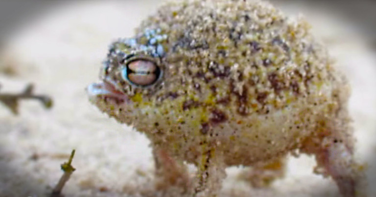 Creation - The Written Truth: #DESERT RAIN FROG #Breviceps macrops # ...