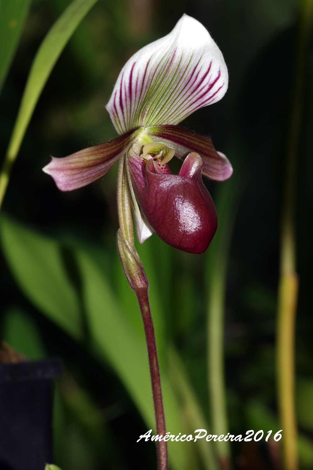 Orquídeas soltas: Paphiopedilum barbatum var. nigritum