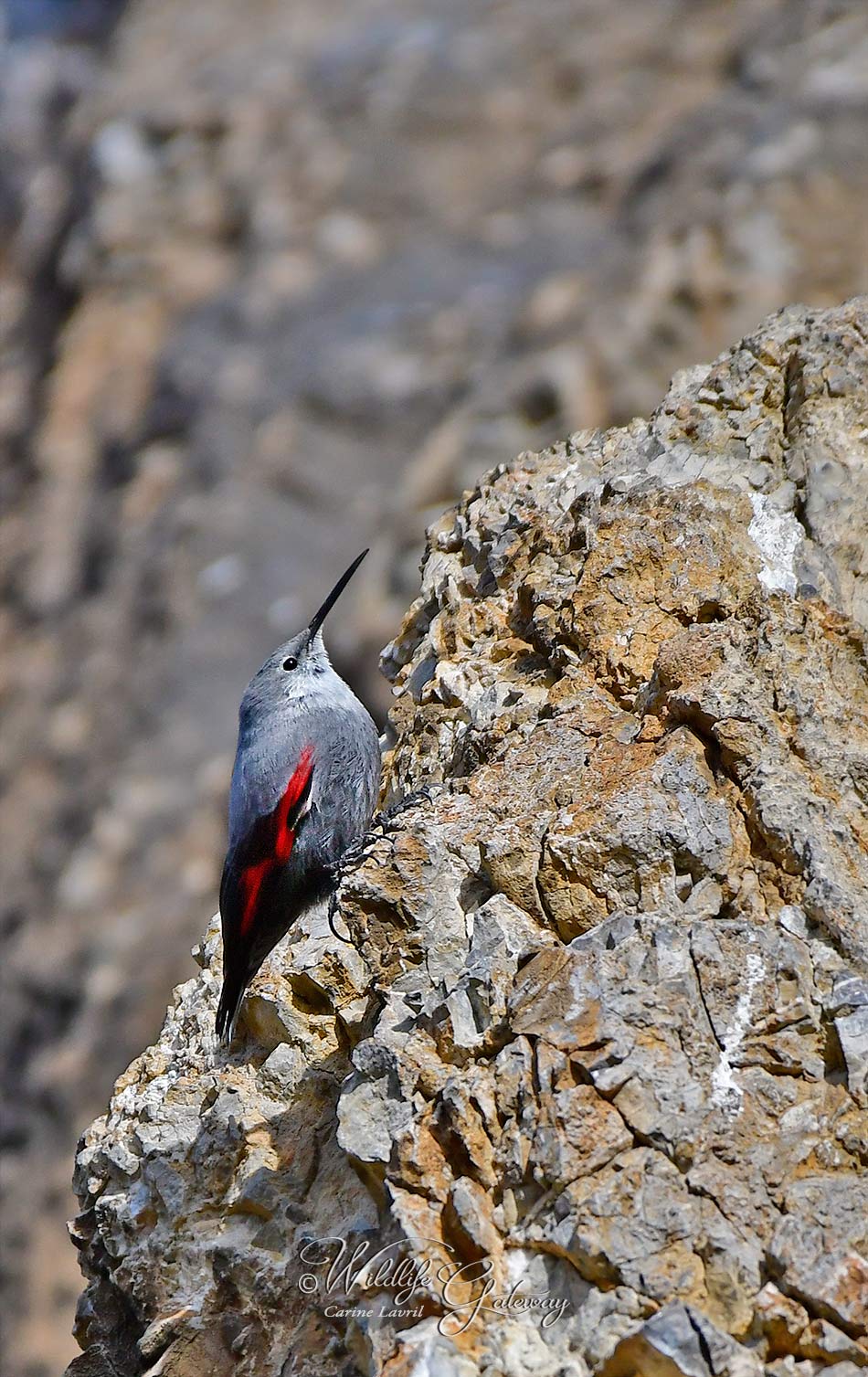 WILDLIFE GATEWAY: Le Tichodrome échelette