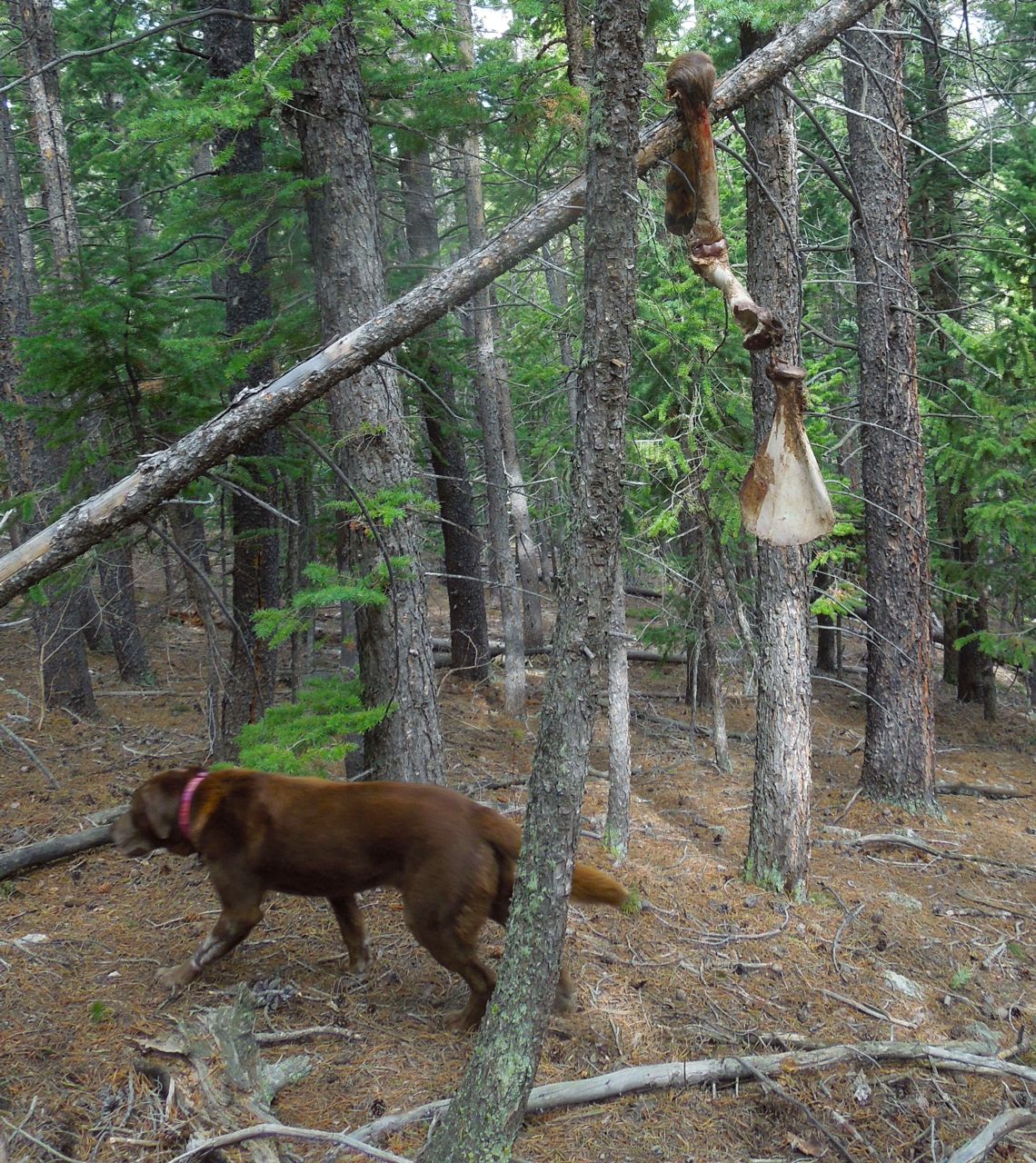 Romping and Rolling in the Rockies: The lesson of the elk leg