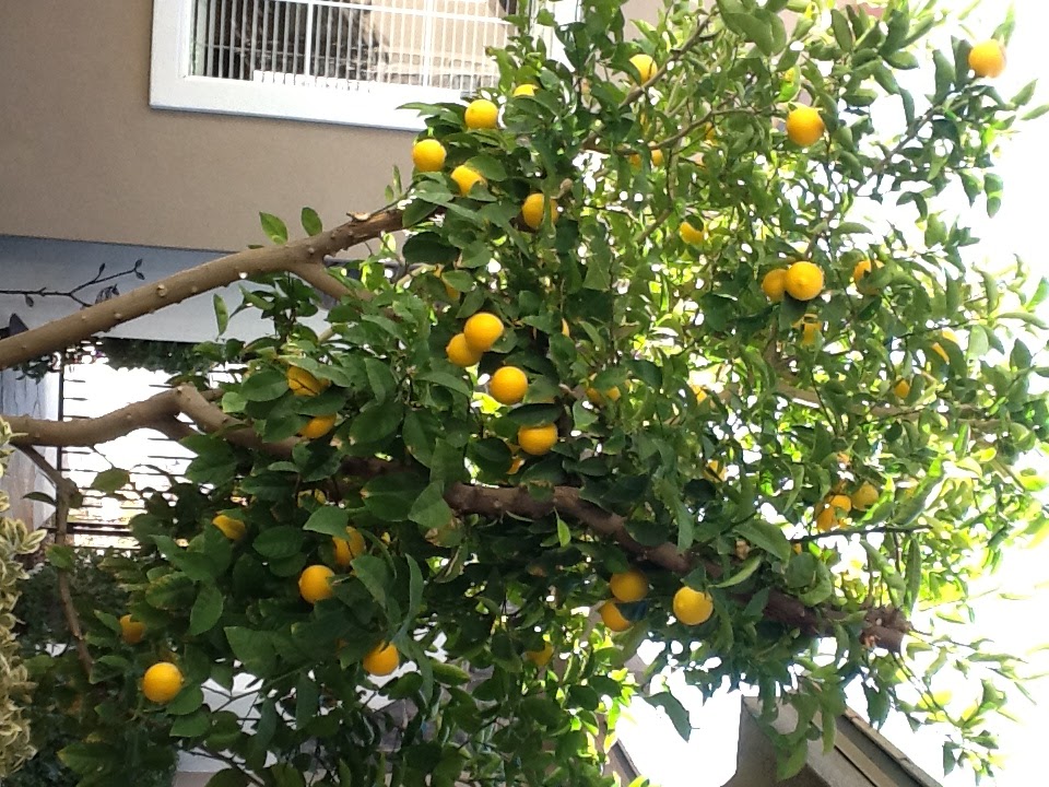 Xtremehorticulture of the Desert: When to Harvest Myers Lemon?