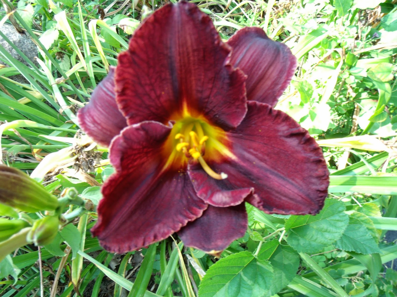 Gear Acres at Top of the Hill: Rethinking future flowering plant purchases