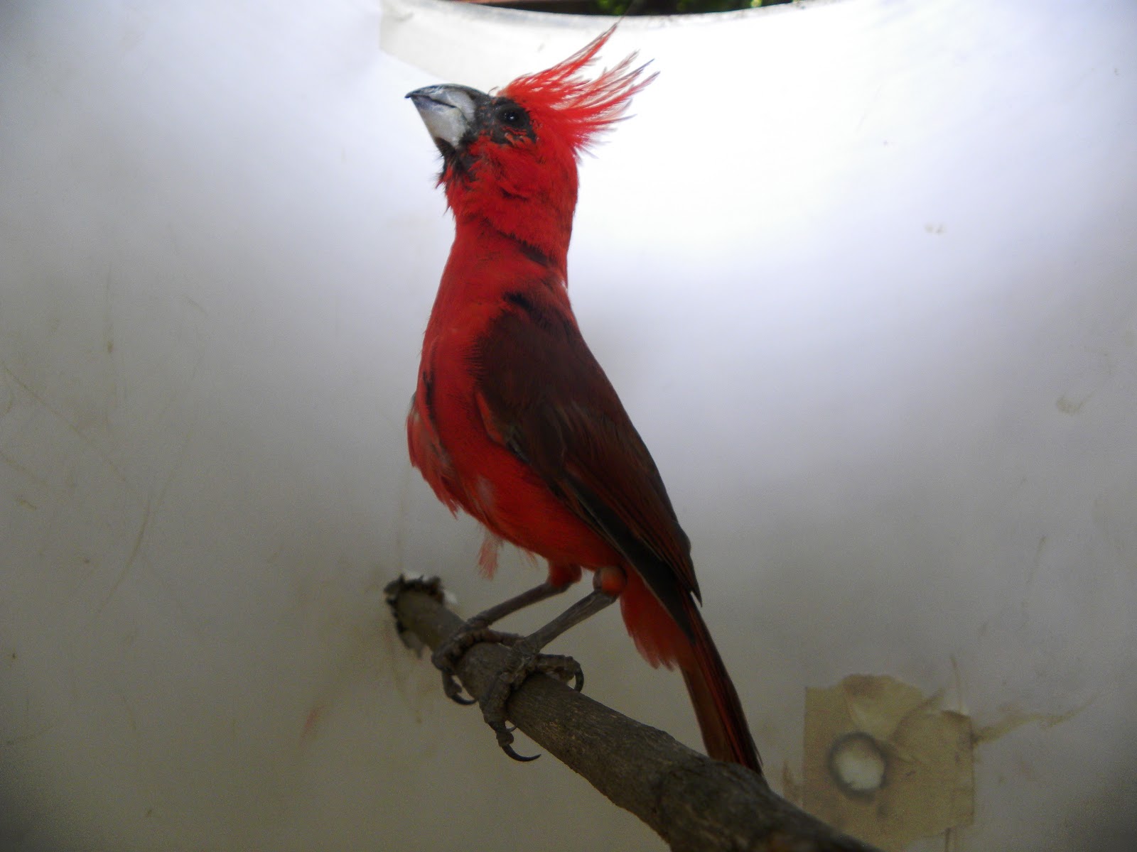 El cardenal guajiro, una especie nativa para cuidar