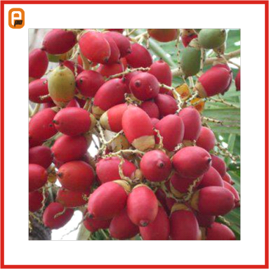 Lunyu Banget: Buah Pinang