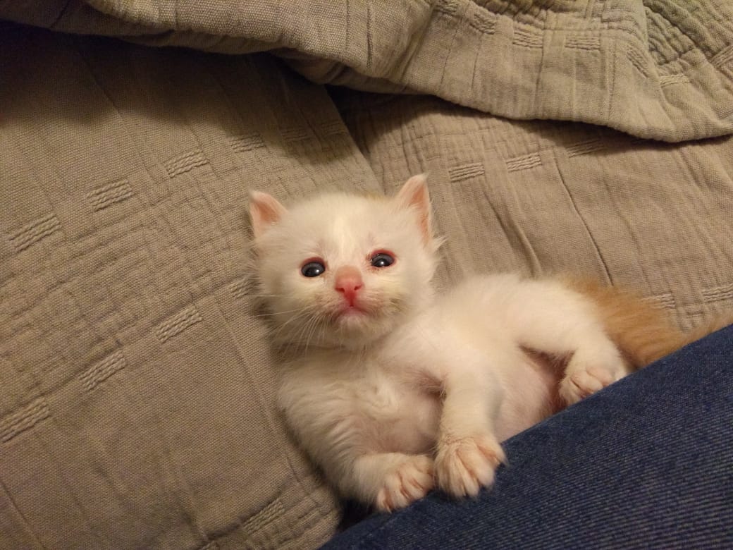 El Blog de Izquierda: Se busca hogar para 2 gatitos bebés en la Ciudad ...