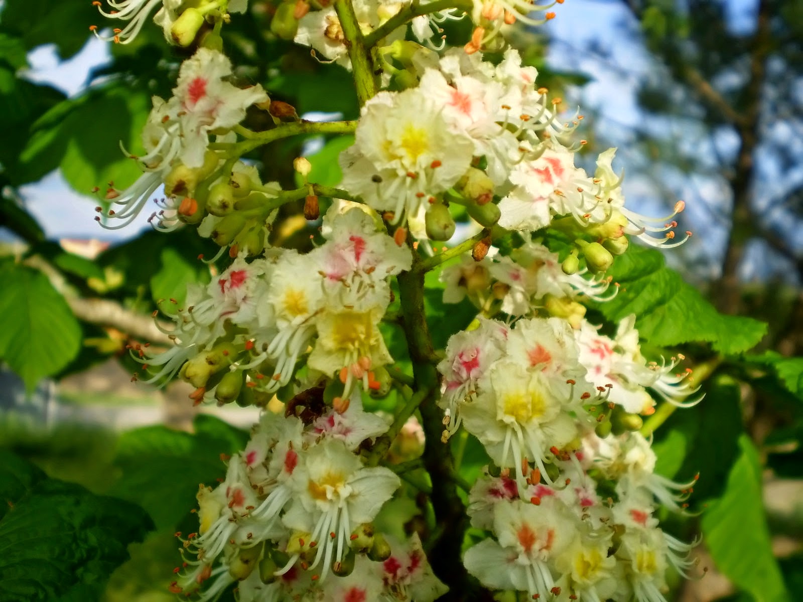 NATURA VIVA: FLOR DE CASTANYER D'ÍNDIES