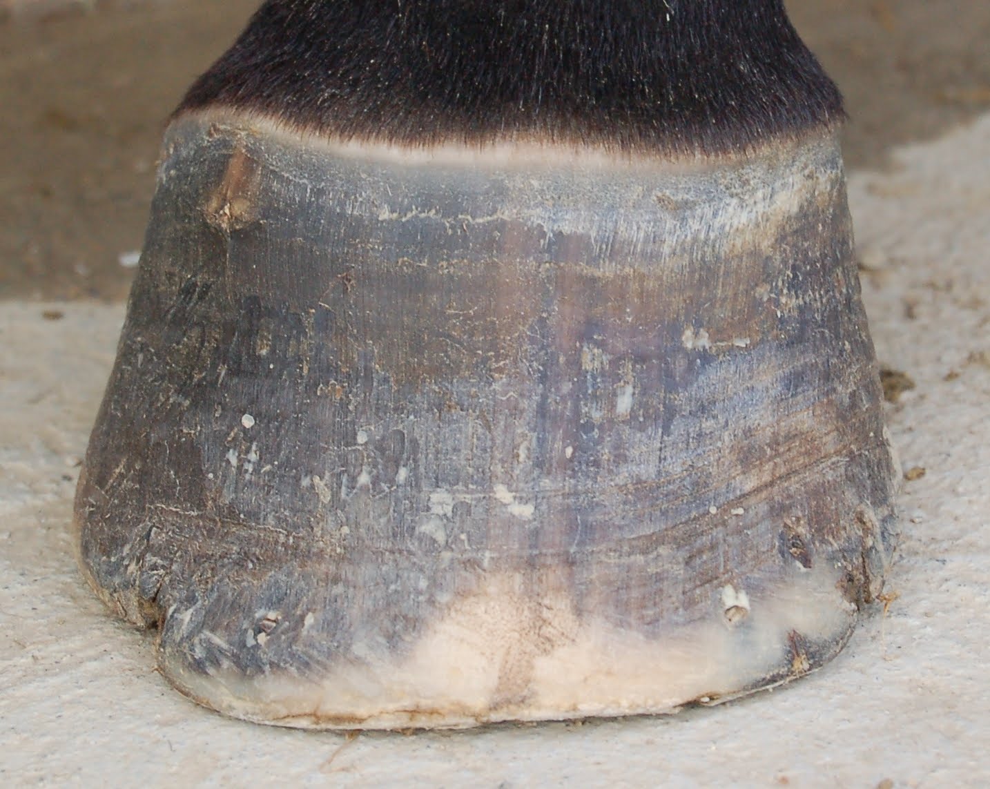 onguents tradition: Seimes